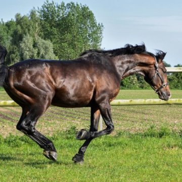 How Fast Can a Horse Run?