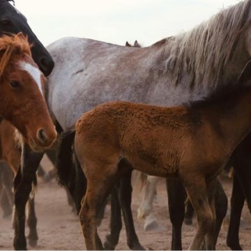 The Ultimate Guide to the Origin of Horses