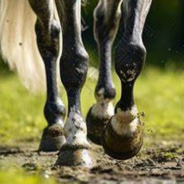 Caring for Horse Hooves: A Ultimate Guide